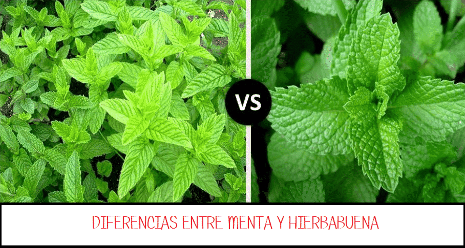 Como Diferenciar La Menta De La Hierbabuena Como Diferenciar La Menta De La Hierbabuena