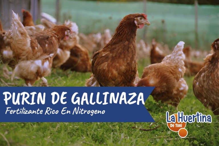 Como Hacer Purin De Gallinaza - La Huertina De Toni