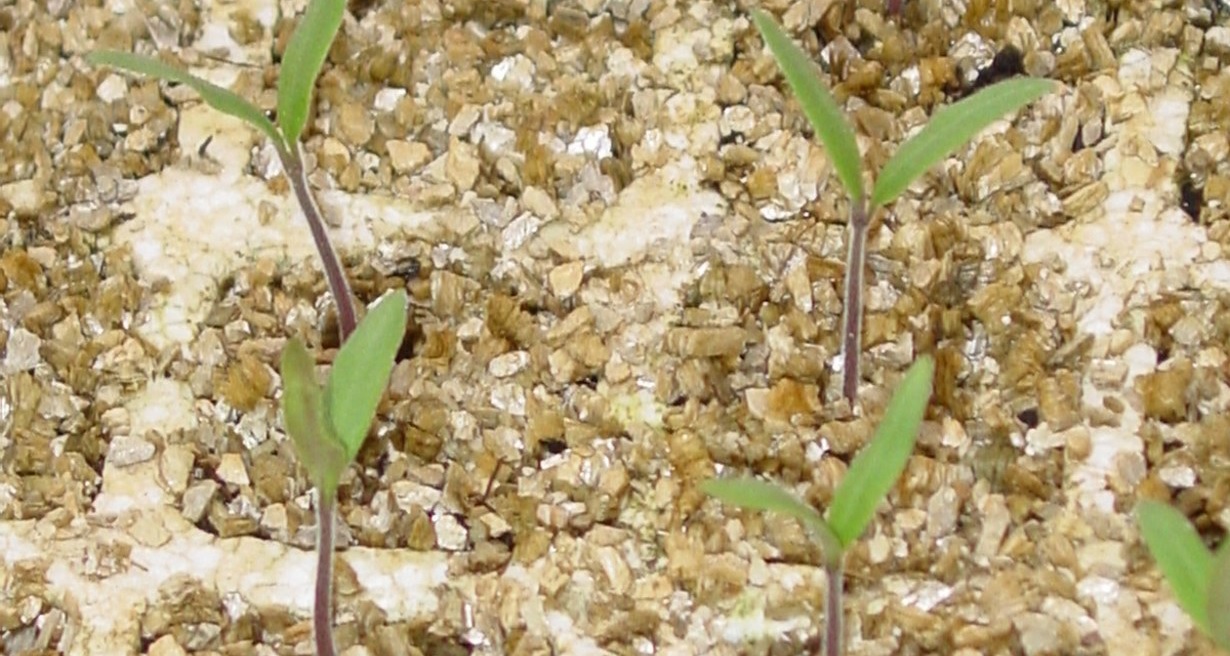Qué Es La Vermiculita Y Para Qué Sirve En El Huerto
