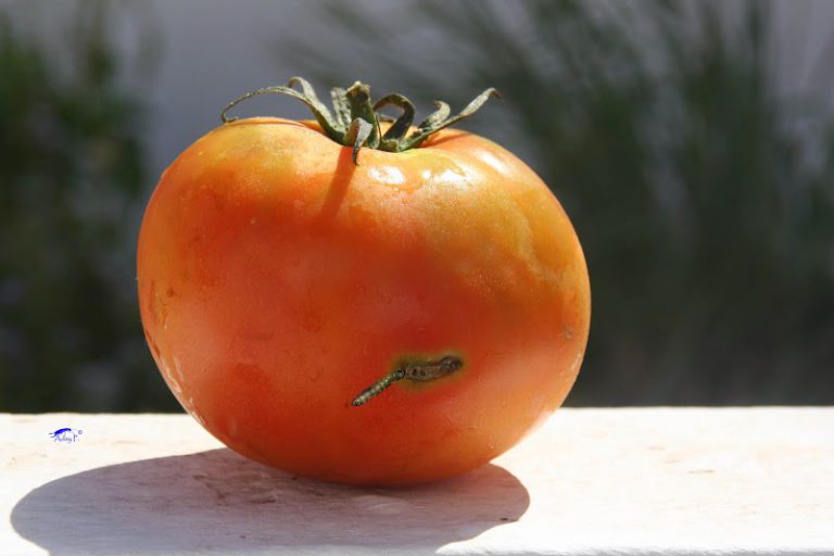 Plagas y Enfermedades del Tomate. Remedios para Combatirlas