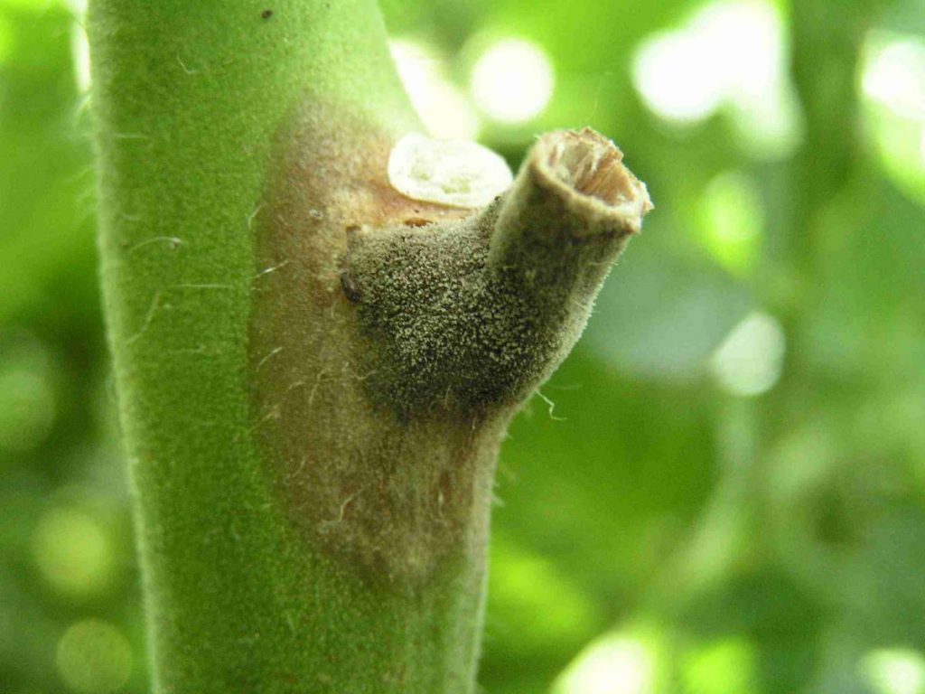 Plagas y Enfermedades del Tomate. Remedios para Combatirlas