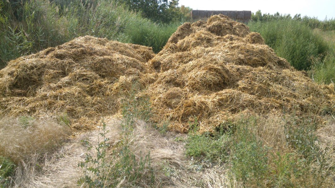 Diferentes Estiércoles En El Huerto, Usos Y Sus Ventajas - La Huertina ...