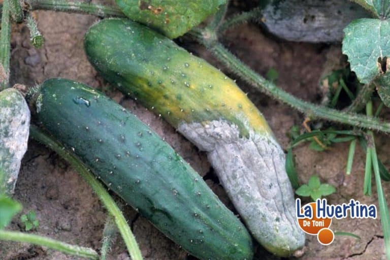 Enfermedades Y Plagas Mas Comunes Del Cultivo Del Pepino - La Huertina ...