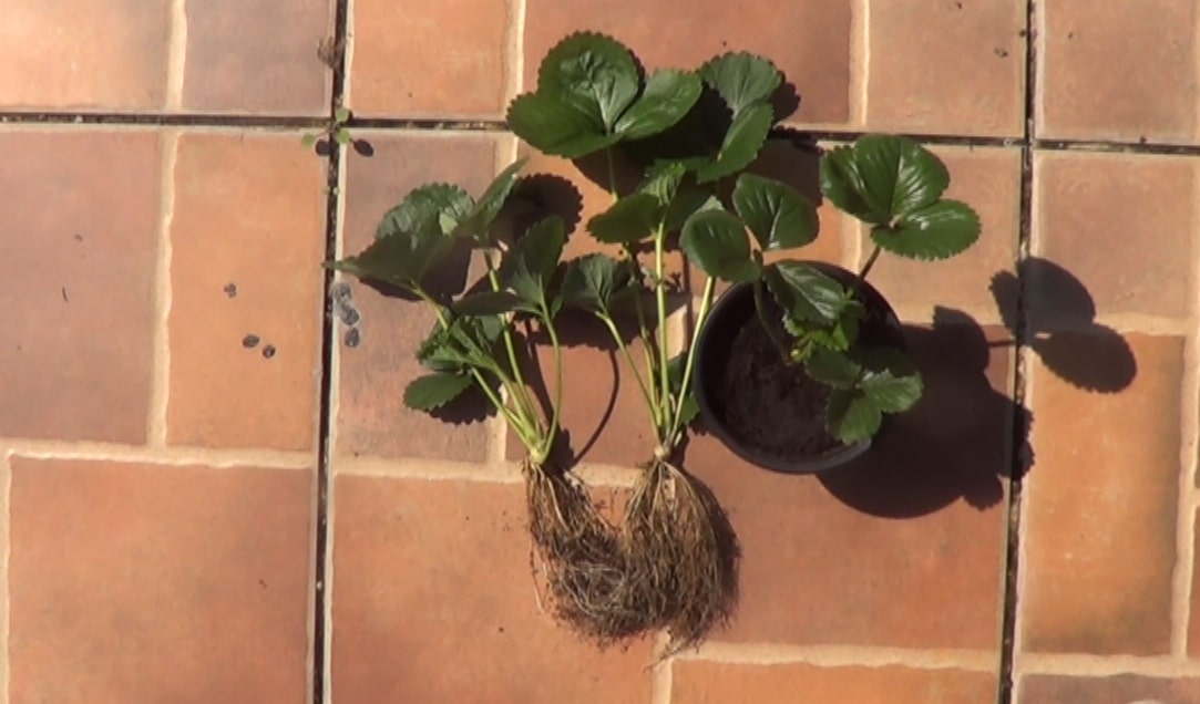 Estolones de fresa. Cómo Reproducir La Fresa Por Estolón