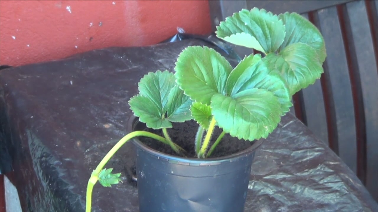 Estolones de fresa. Cómo Reproducir La Fresa Por Estolón