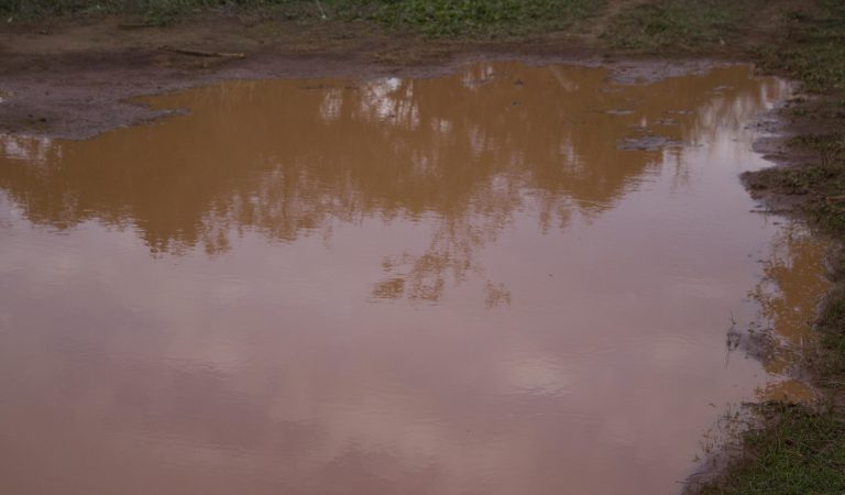 ¿Qué plantar en suelos arcillosos?