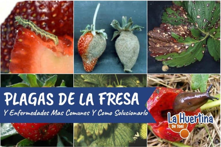 Plagas Y Enfermedades De La Fresa o Frutilla - La Huertina De Toni