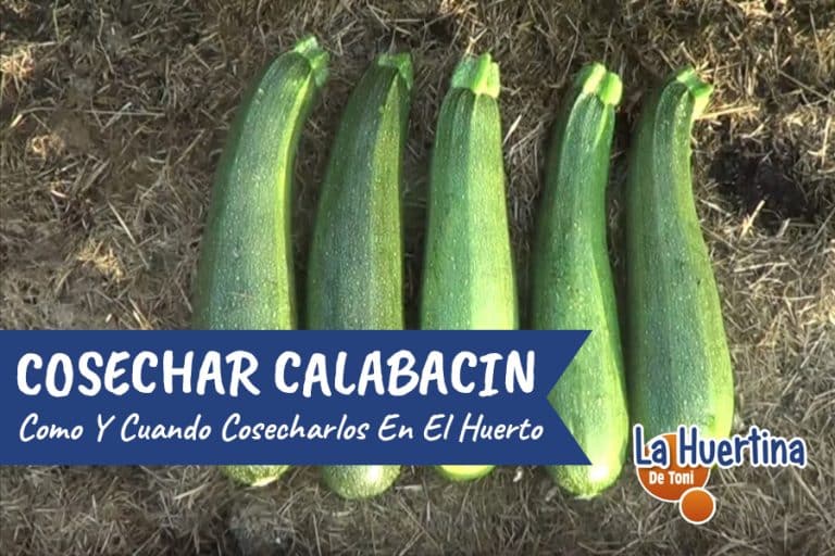 Como Y Cuando Cosechar Calabacin o Zucchini