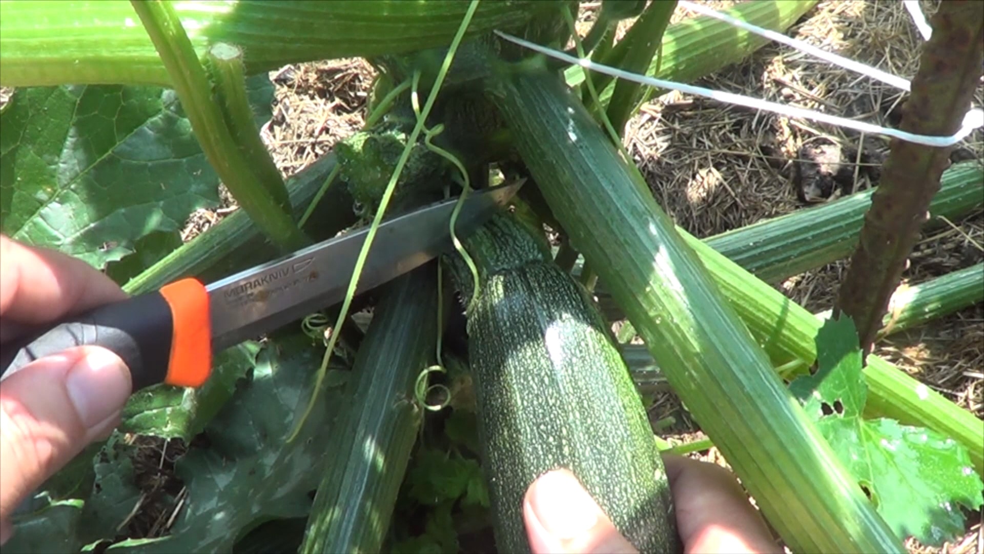 Como Y Cuando Cosechar Calabacin o Zucchini