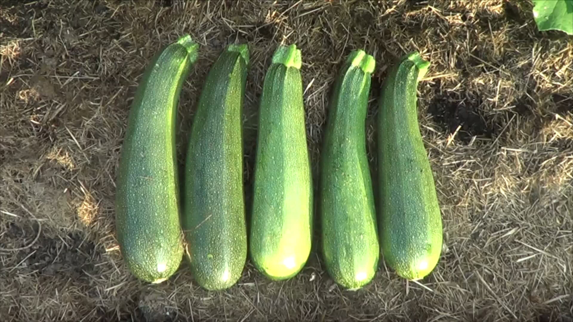 Como Y Cuando Cosechar Calabacin o Zucchini