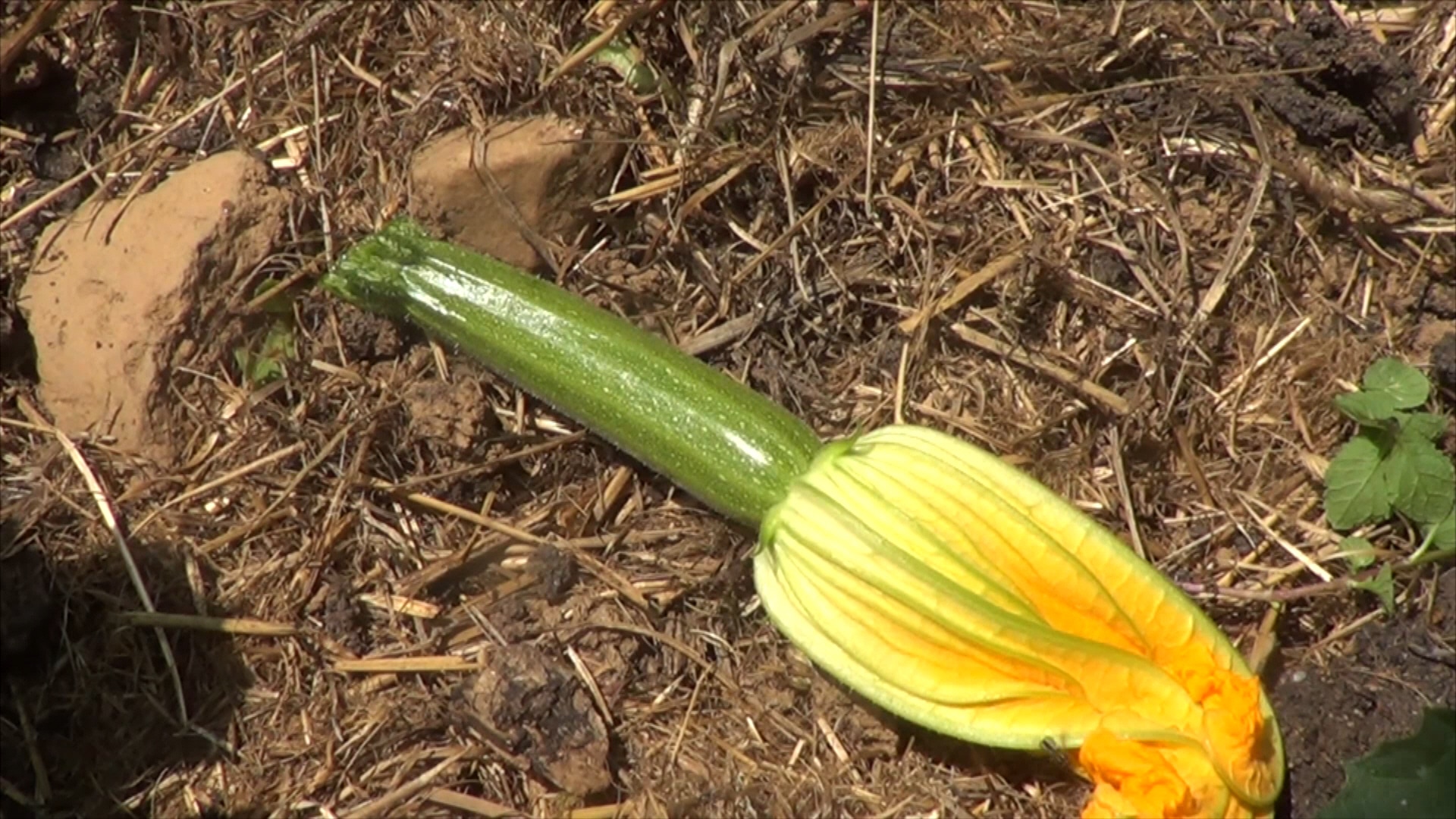 Como Y Cuando Cosechar Calabacin o Zucchini