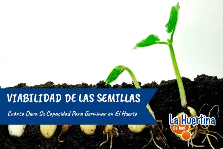 Viabilidad o Duración De Las Semillas Del Huerto
