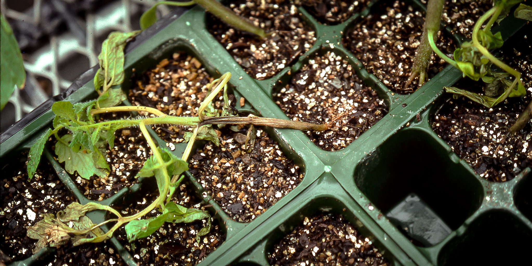 Que Es El Hongo Pythium o damping off Y Como Combatirlo
