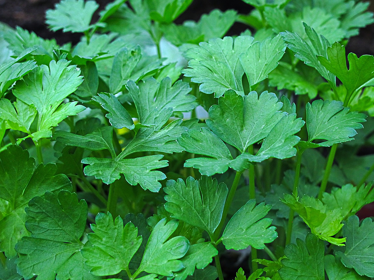 Como Y Porque Plantar Perejil En El Huerto O Maceta