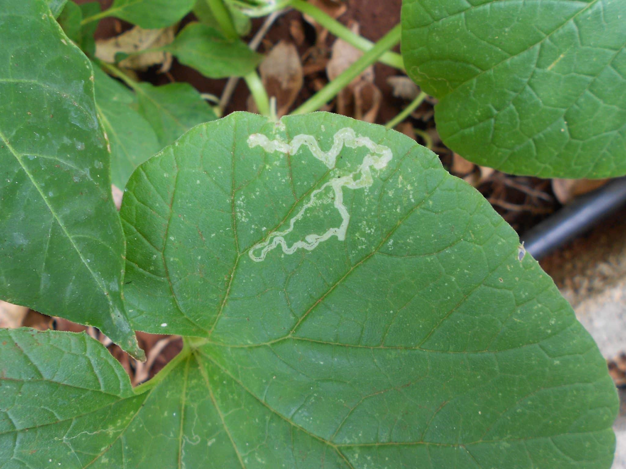 Guía Completa Del Cultivo De Las Judías Verdes ( frijoles ejotes ...