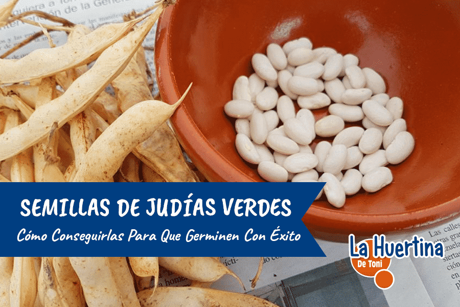 Como Conseguir Semillas De Judías Verdes ( ejotes , chauchas porotos )