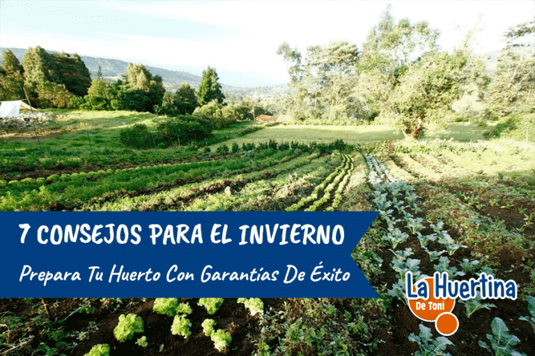 7 Consejos Para Preparar Tu Huerto Para El Invierno
