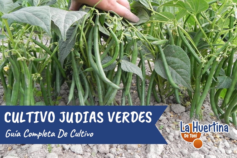 Guía Completa Del Cultivo De Las Judías Verdes ( frijoles ejotes ...