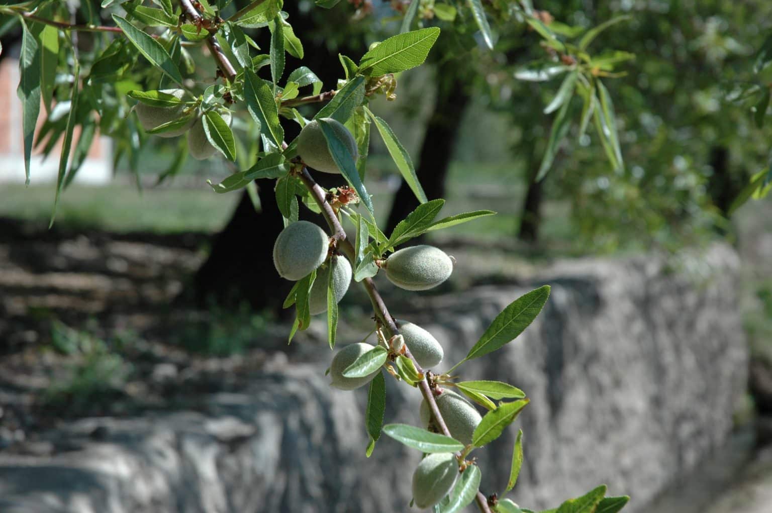 Como plantar y cuidar un almendro en climas fríos. - La Huertina De Toni