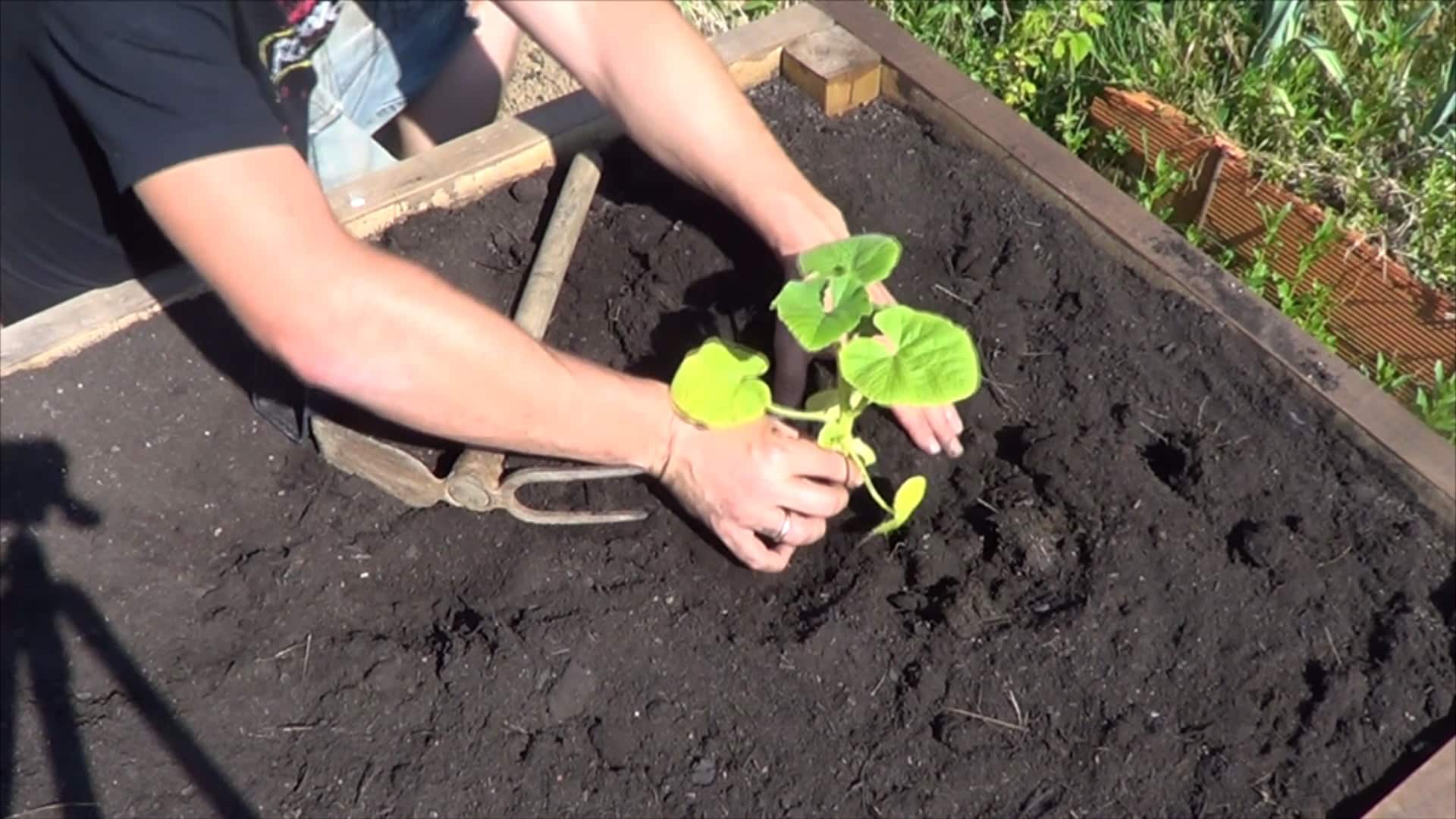 Como Y Cuando Plantar Melón En El Huerto - Consejos Y Trucos Del ...
