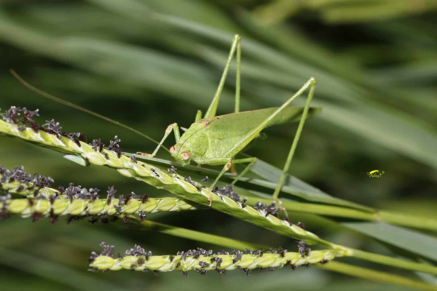 Bichos Verdes en mis Plantas ¿Qué Son y Cómo eliminarlos?