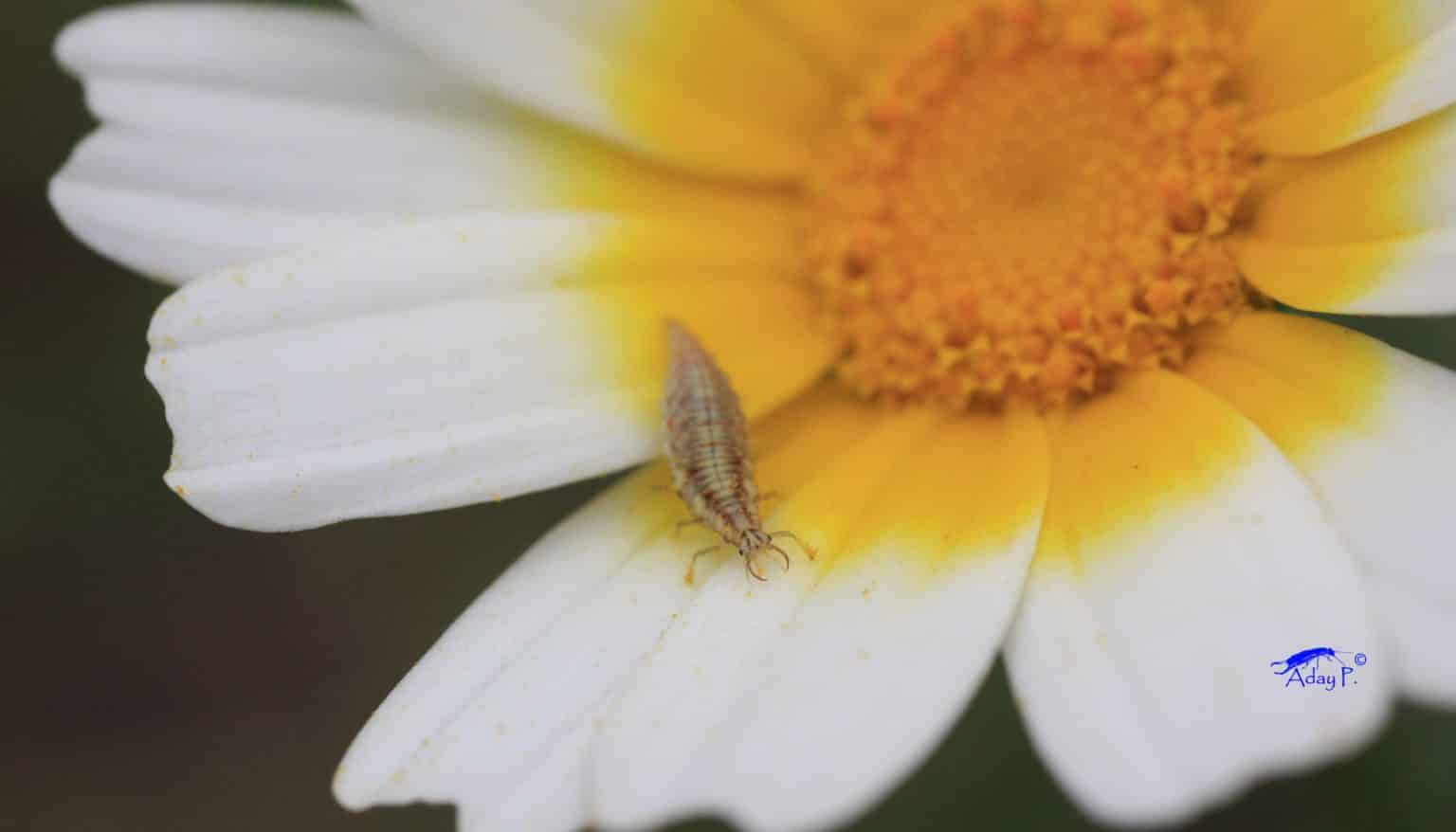 Bichos Verdes en mis Plantas ¿Qué Son y Cómo eliminarlos?