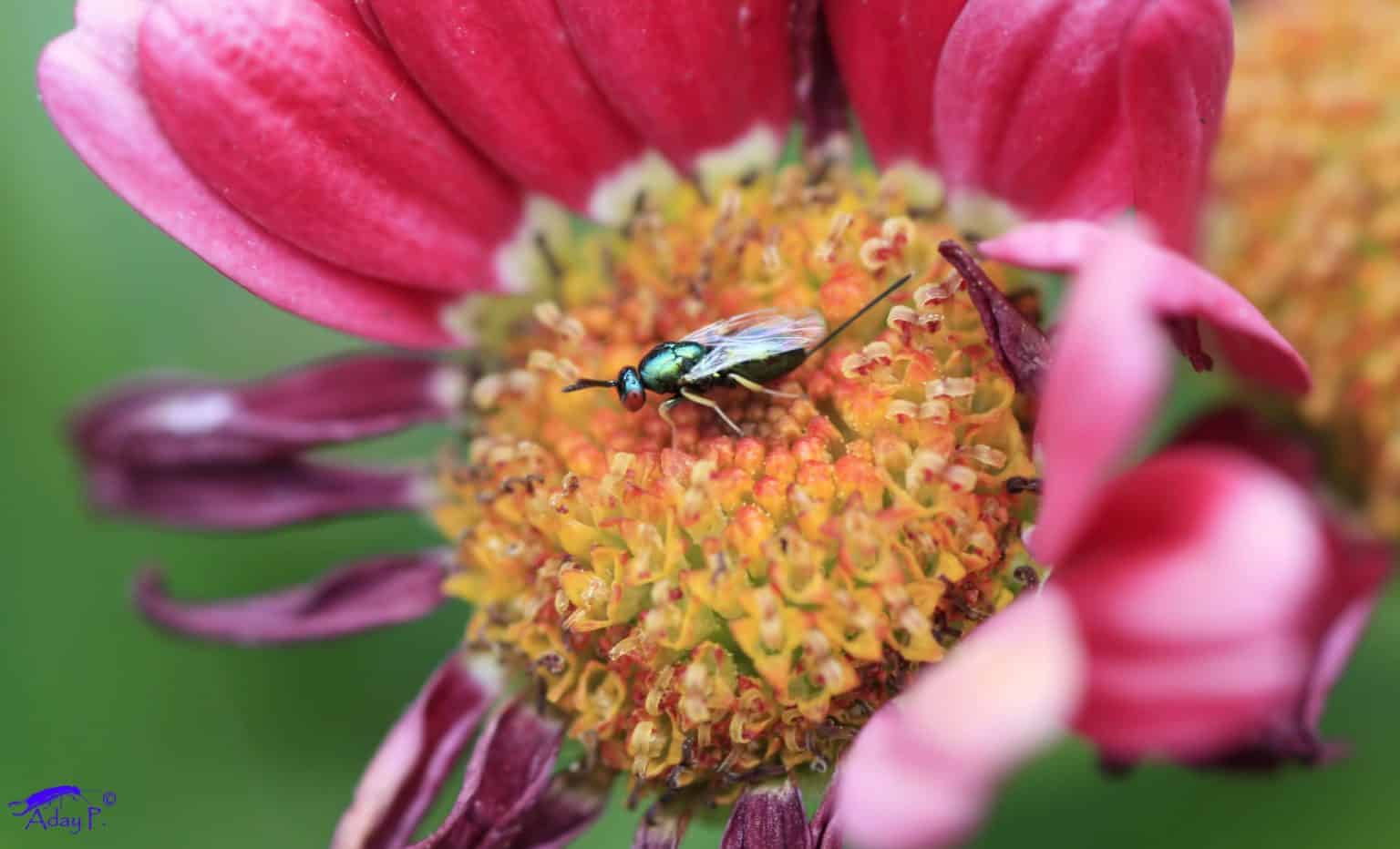 Bichos Verdes en mis Plantas ¿Qué Son y Cómo eliminarlos?