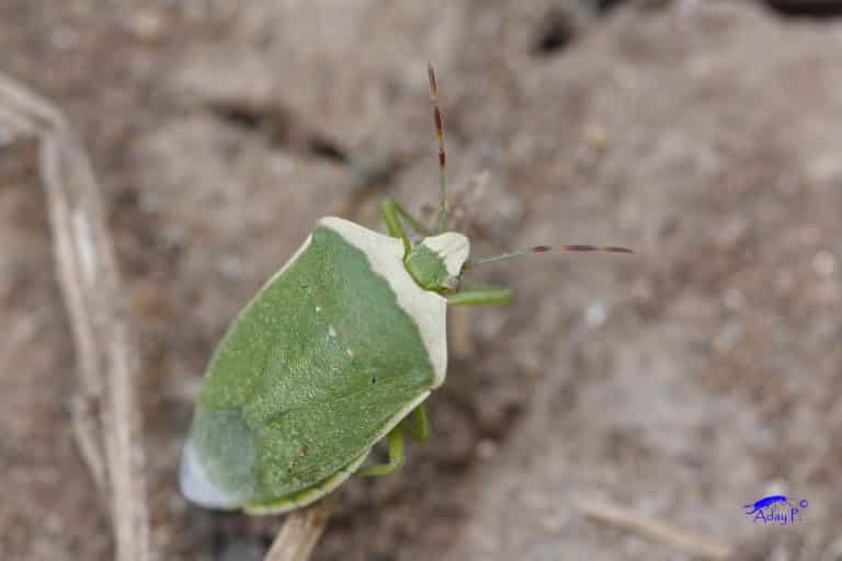 Bichos Verdes en mis Plantas ¿Qué Son y Cómo eliminarlos?