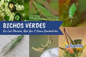 Bichos Verdes en mis Plantas ¿Qué Son y Cómo eliminarlos?