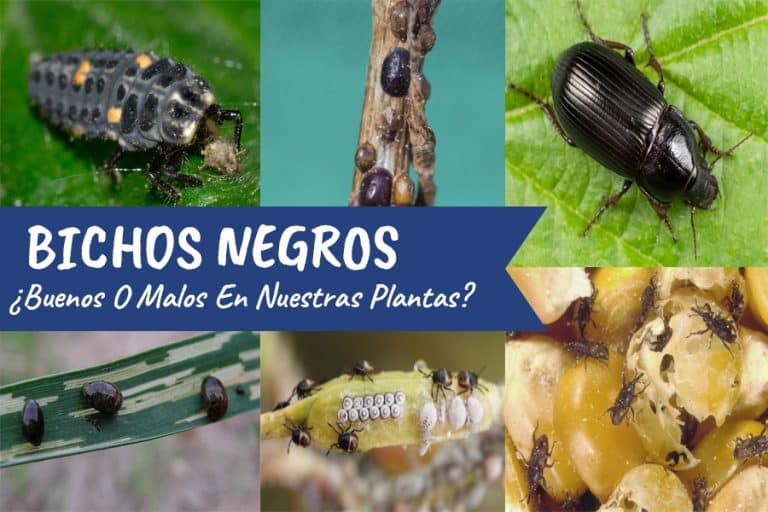 Bichos Negros en mis Plantas ¿Qué Son y Cómo eliminarlos?