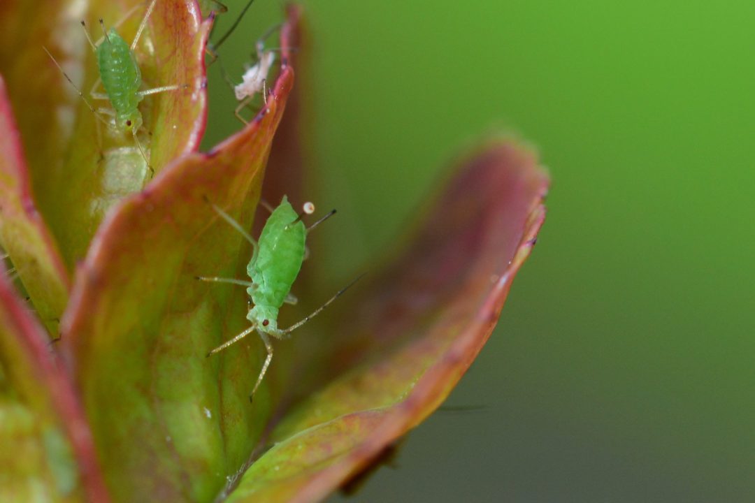 Bichos Verdes en mis Plantas ¿Qué Son y Cómo eliminarlos?