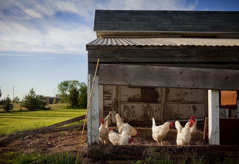 Como Combatir El Peor Enemigo De Las Gallinas El Calor