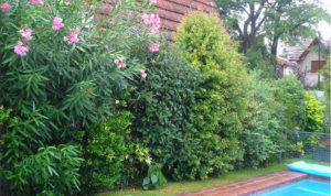 Cuidados y mantenimiento de un seto de cipreses: 4 podas ...