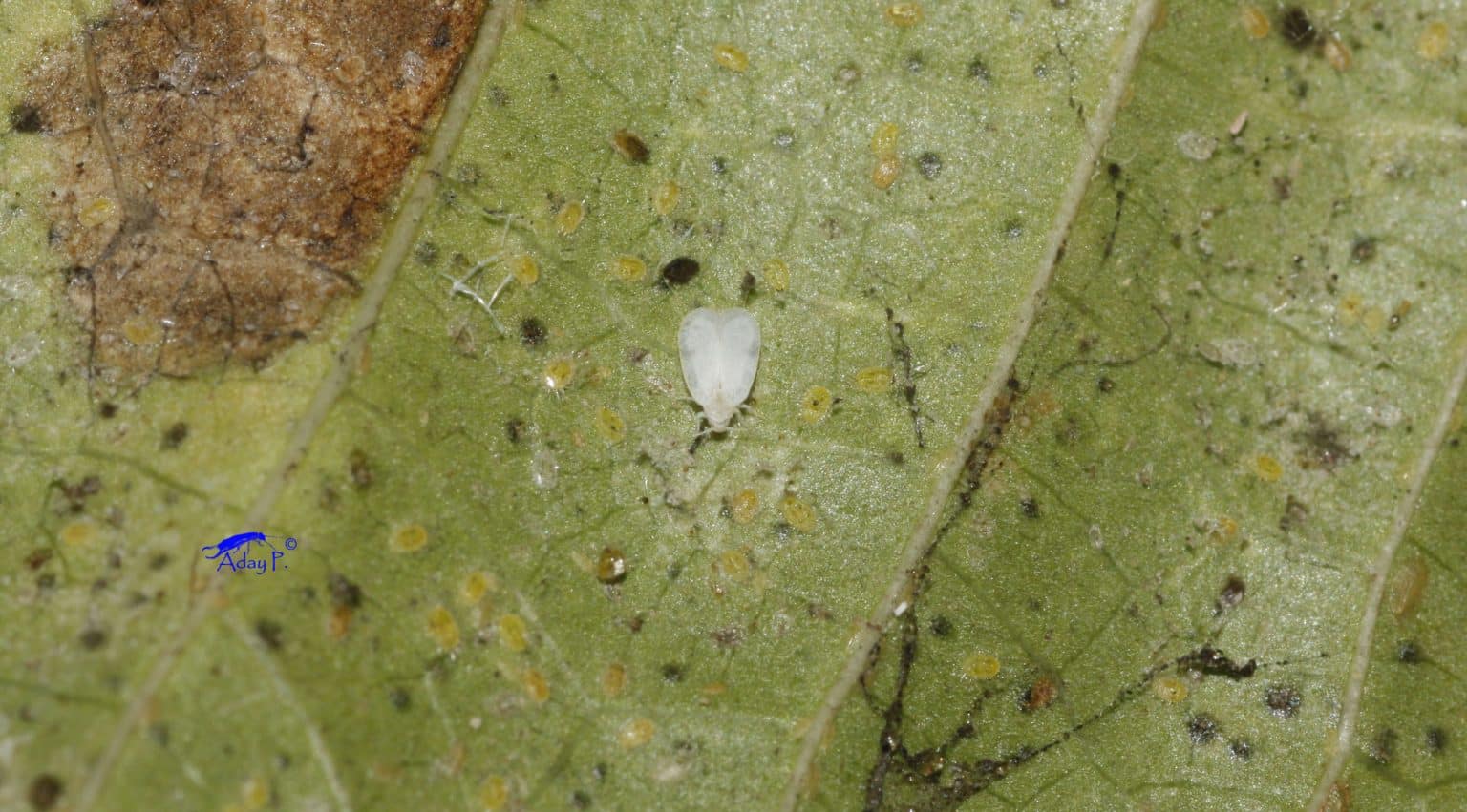 Como Combatir Las Enfermedades Y Plagas Del Cultivo Del Melón