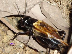 Conoce al Grillo Negro y el Grillo Campestre En El Huerto