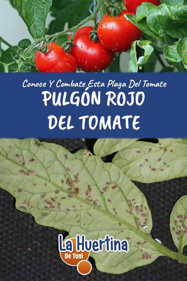 Pulgón Rojo Del Tomate Como Combatirla Y Eliminarla