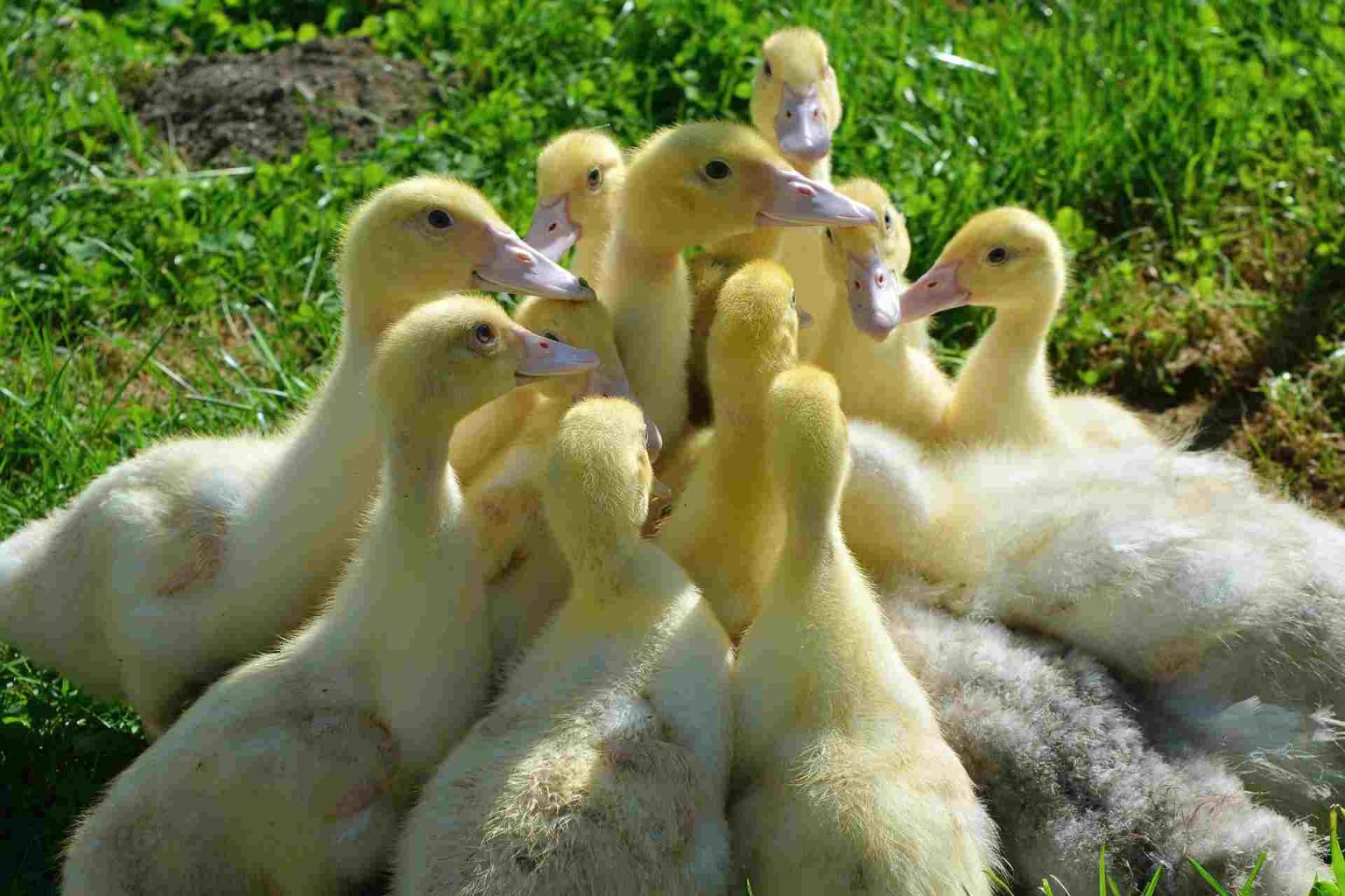 13 Razones Para Criar Patos En Vez De Gallinas En Casa
