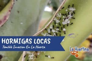 La invasión de la Hormiga Loca, ¿la tienes en tu Huerta?