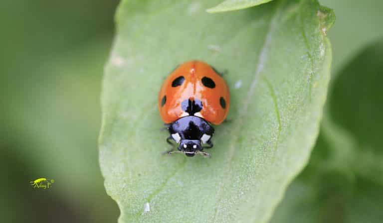 Bichos Rojos Pequeños en mis Plantas. Qué Son Cómo eliminarlos