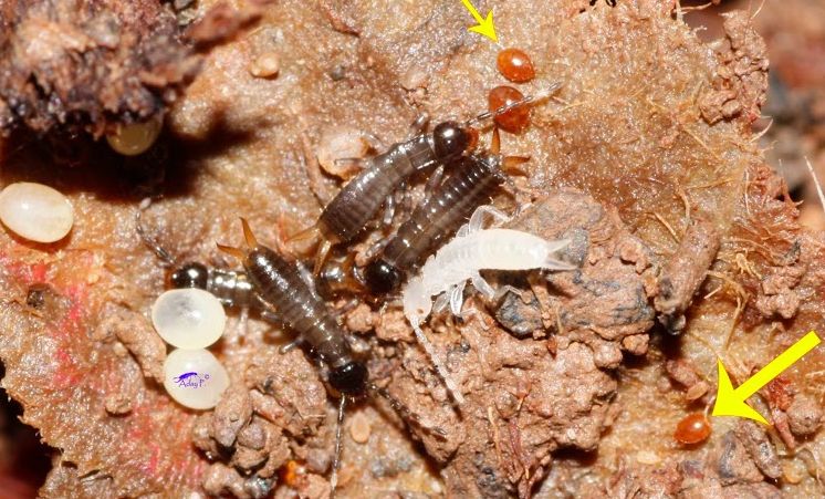 Bichos Rojos Pequeños en mis Plantas. Qué Son Cómo eliminarlos