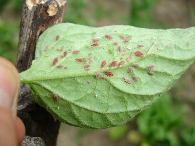 Bichos Rojos Pequeños en mis Plantas. Qué Son Cómo eliminarlos