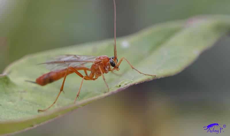 Bichos Rojos Pequeños en mis Plantas. Qué Son Cómo eliminarlos