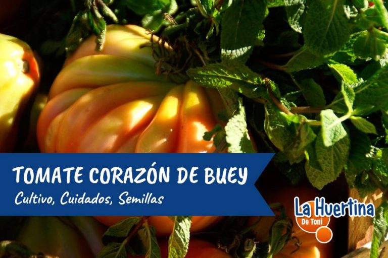Tomate Corazón de Buey. Cultivo, cuidados, semillas - La Huertina De Toni