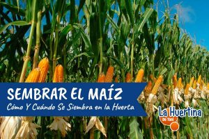 Cultivo Del Maíz. Cuándo Se Siembra El Maíz Y Cómo Hacerlo