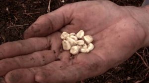 Cultivo Del Maíz. Cuándo Se Siembra El Maíz Y Cómo Hacerlo