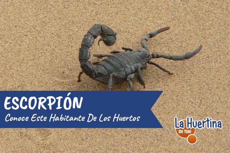 Animales de Campo: El Escorpión