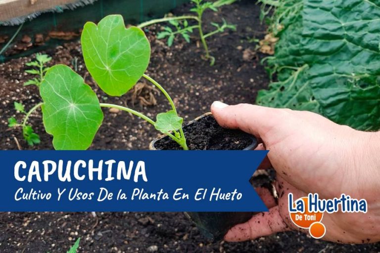 Cultivo De La Capuchina, Planta Comestible Y Otros Usos