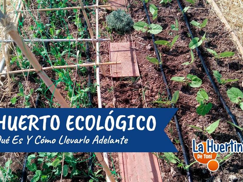 Tipos de calabaza: 10 variedades de calabazas comestibles