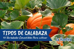 Tipos de calabaza: 10 variedades de calabazas comestibles
