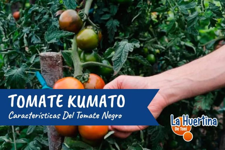 Tomate Kumato. Características Del Tomate Negro